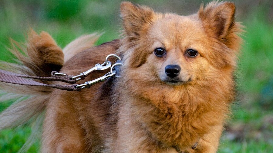 Troisdorf City | Zwergspitz-Mix sucht ein neues Zuhause | Tierheim ...